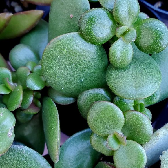 Accents | Baby Jade Plant Live 2 Inch Succulent Crassula Ovata ...
